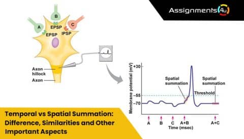 Major Differences Between Temporal vs Spatial Summation