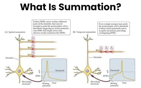 Major Differences Between Temporal vs Spatial Summation