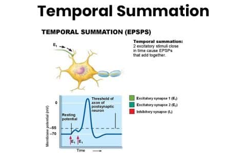 Major Differences Between Temporal vs Spatial Summation