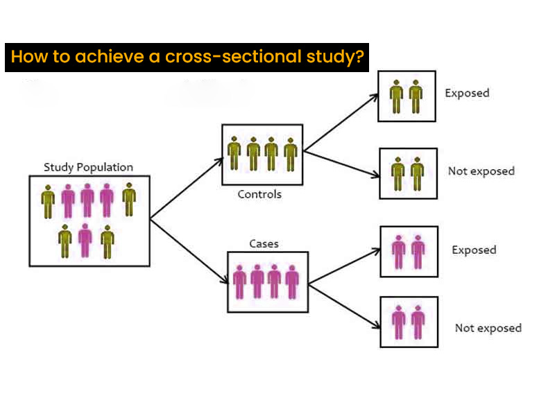What Is A Cross Sectional Analysis At Amy Sandy Blog